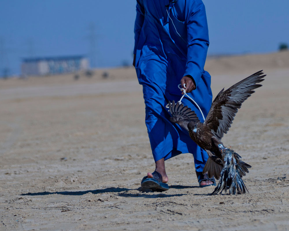 Fazza Championship for Falconry Telwah attracts record breaking ...