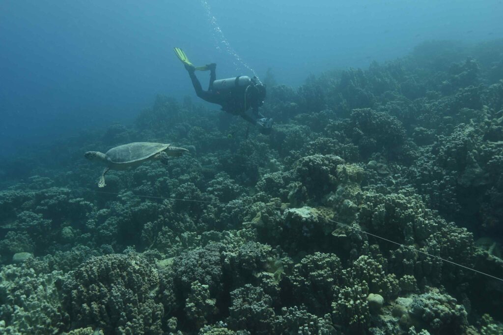 Meet the Female Scientist Helping to Preserve Saudi Arabia’s Coral ...