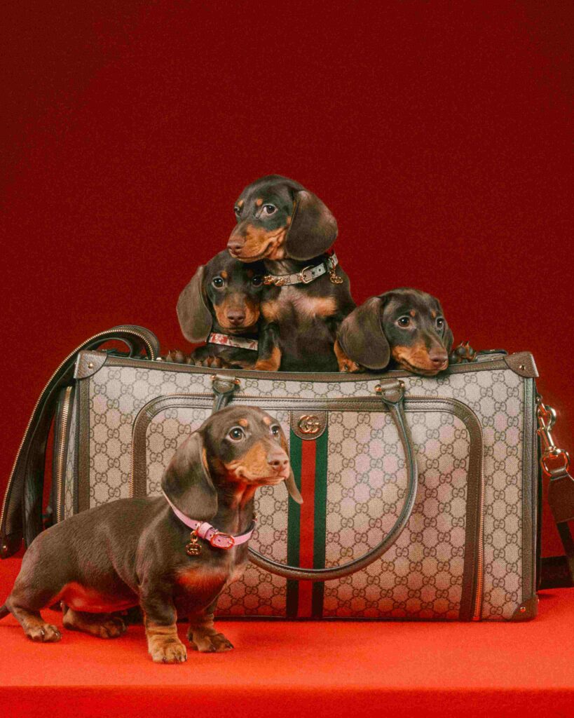 Gucci Unveils the Pet Collection - A&E Magazine